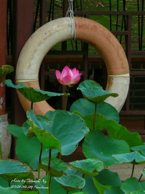 Form C Ya 2022 Characterisation Of Entities For Transfer Pricing Purposes Distribution Activities