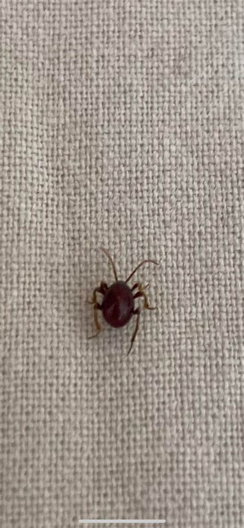 What Bug Is This Tick Aphid R Whatbugisthis