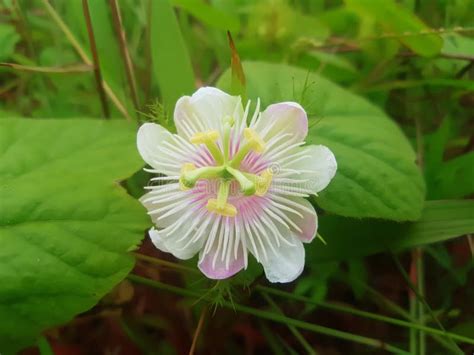 The Beauty Of Stinking Passion Flower Or Passiflora Foetida Stock Image