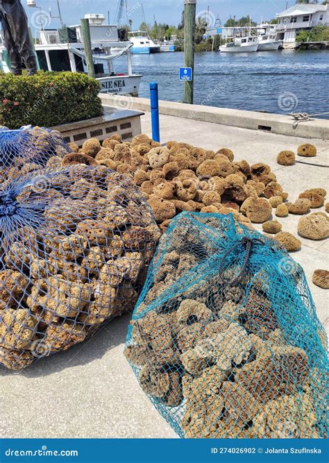 Sponges Drying In The Sun In Half Sponge Docks Greek Town Seaside