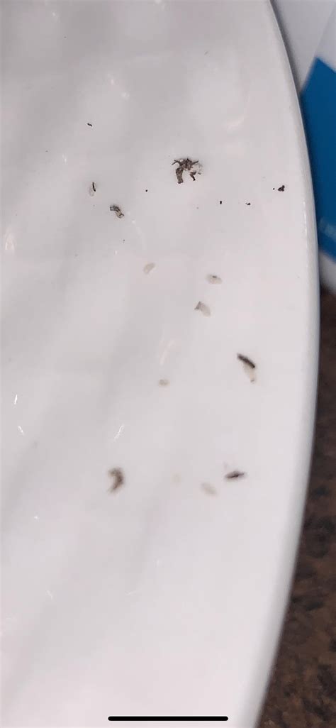 Are These Root Mealy Bugs R Plantclinic