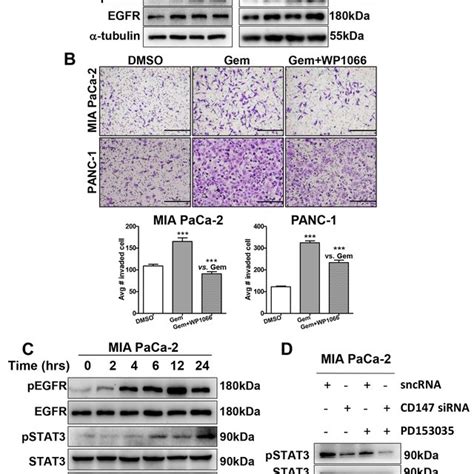 Gemcitabine Enhances The Migration And Invasion Of Pancreatic Cancer