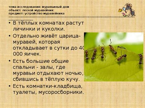Как опознать муравья листореза: внешний вид и устройство муравейника