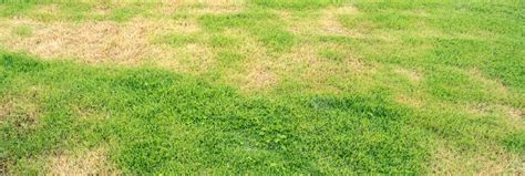 Faqs Lawn Diseases Lawnpride Australia