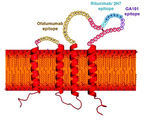 Epitopes On The Cd20 Transmembrane Receptor And The Binding Sites Of