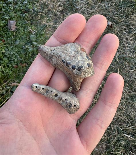 Fossil Drum Fish Jaw Segments Million Year Old Upper And Lower Jaw Pair Rare Fossil Fish Jaw