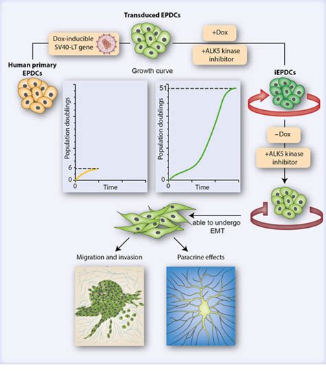 Cells Free Full Text Generation Characterization And Application