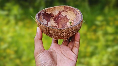 7 Ingenious Ways To Repurpose Coconut Shells In Your Home And Garden