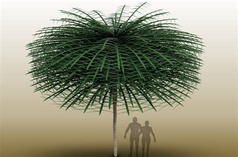 Rare Fossil Reveals Glimpse Of Early Weird Looking Trees Science AAAS