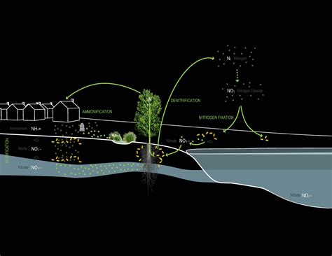 3 Cape Cod Nitrogen Phytoremediation And Stormwater Green