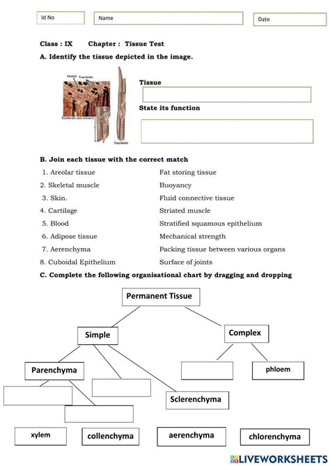 Tissues Activity Live Worksheets Worksheets Library
