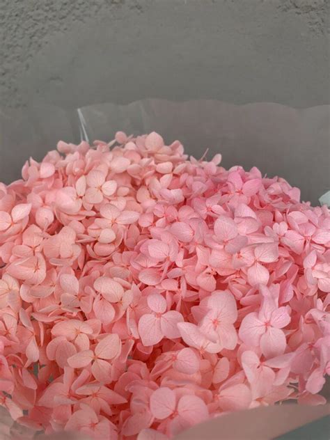 Гортензія стабілізована на стеблі колір Рожевий купити ціна у Києві Львові Одесі Magic