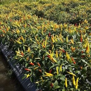 Jual Benih Cabai Cabe Setan Dewata 43 F1 2250 Butir Cap Panah Merah