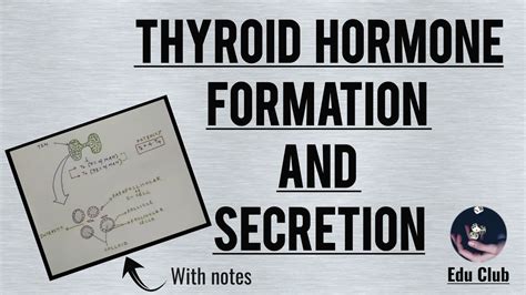 Formation And Secretion Of Thyroglobulin And Thyroid Hormones Youtube