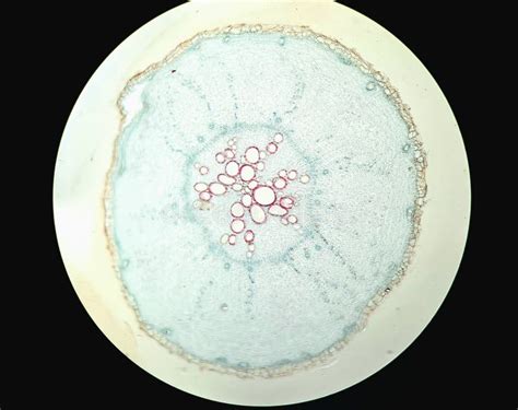 Tissues Of Secondary Root Structure Microscopic Photography Stock Image Image Of Microscope