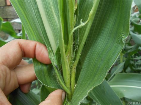 小晴说昆虫玉米蚜虫 191农资人 农技社区服务平台