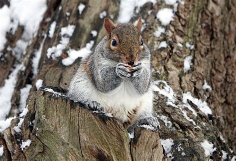 회색 다람쥐 Sciurus Carolinensis 도토리를 먹고 눈 덮인 나무에 앉아 있습니다 0명에 대한 스톡 사진 및 기타