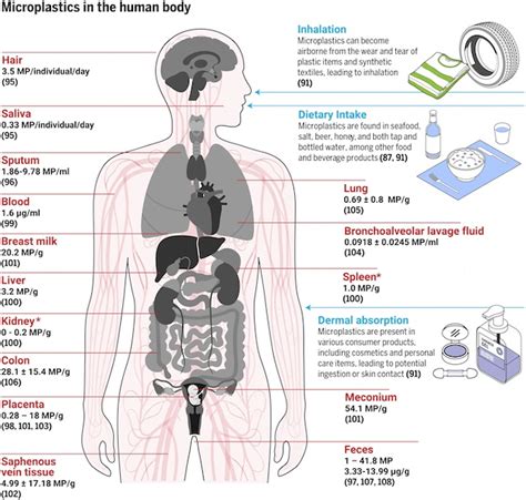 Hidden In Plain Sight How Everyday Items Fill Our Bodies With