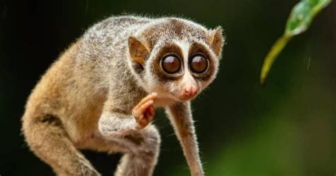 Nations First Slender Loris Habitat In Karur Dindigul Districts Of