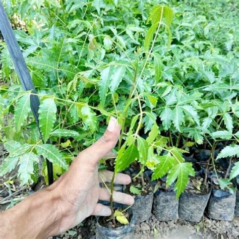 Jual Bibit Tanaman Pohon Mimba Berkhasiat Bibit Mimba Tanaman Obat