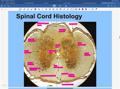 Spinal Cord Histology Diagram Quizlet