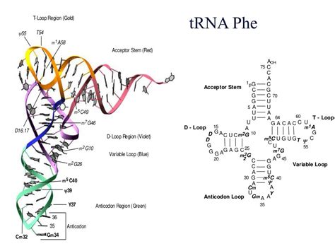 Ppt Translation And Trnas Powerpoint Presentation Free Download Id