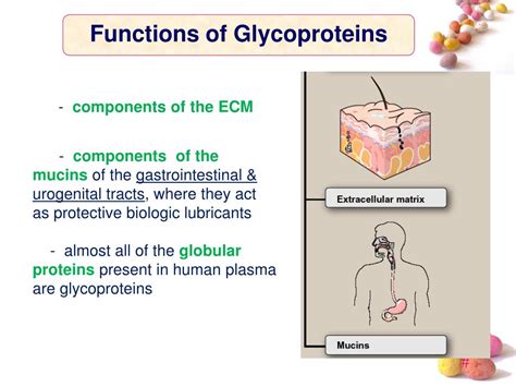 Ppt Glycoproteins Powerpoint Presentation Free Download Id 4155658