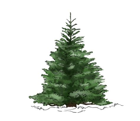 Dessiner Un Sapin Blog Dessindigo