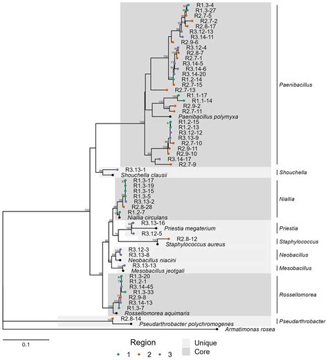 Functional Characterization Of Core And Unique Calcite Dissolving Bacteria Communities From