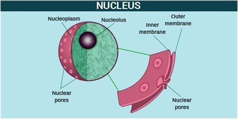Nucleoplasm
