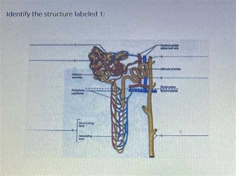 solved ideritify the structure labeled 1 identify the