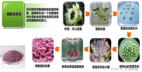 细胞工程 5 植物细胞培养和次生代谢产物生产二阶段连续培养法 生长培养基 生产培养基玻璃晴朗的博客 Csdn博客