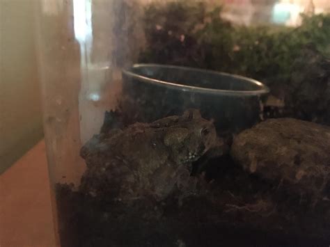 Everis Is Cute And Happy A Happy Hoppy Toad Rtoads