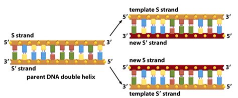 Dna Replication Mind Map