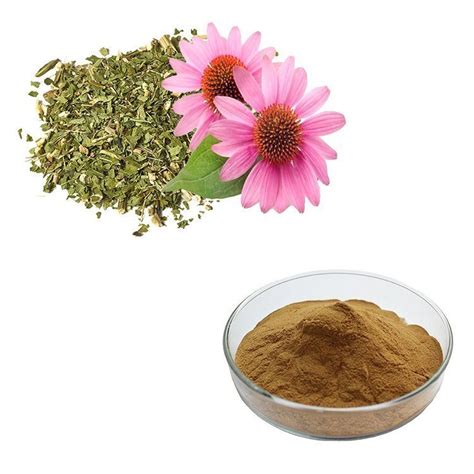 Echinacea Extract 101 Tlc Hongda Online More Than 25 Years Herb