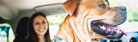 Pet Dentistry In Topsham Me Androscoggin Animal Hospital