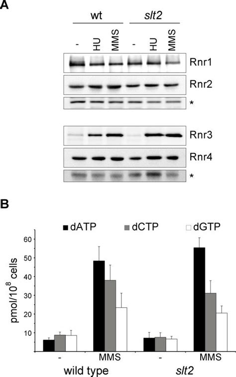Analysis Of Ribonucleotide Reductase Rnr Function In The Slt2 Mutant