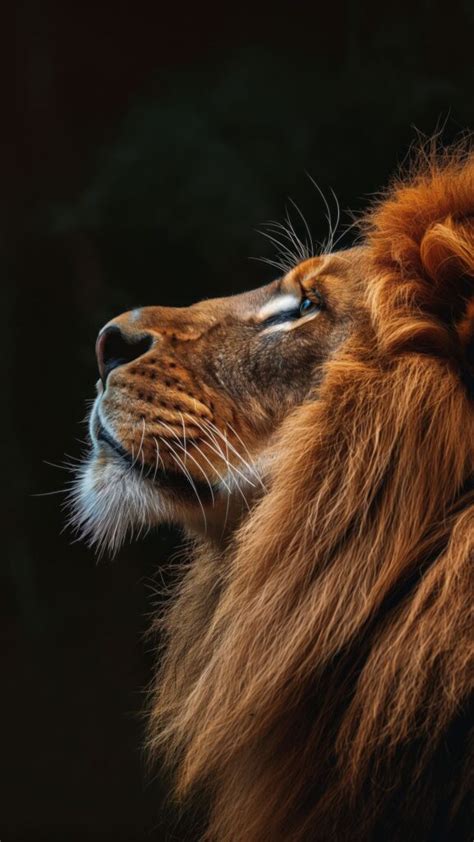 Lion Uhd Wallpapers Free Download
