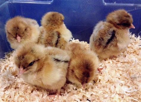 Partridge Orpington Chicks Backyard Chickens Learn How To Raise