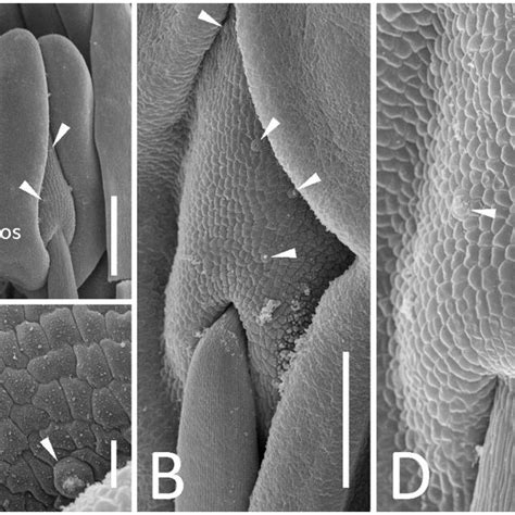 Figure S1 Stomata On Connectives Of Phaseoloid Legumes A Cajanus Download Scientific Diagram