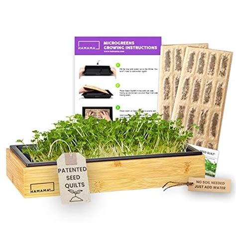 Hamama Microgreens Growing Kit Broccoli And Mvr1 Salad Indoor Sprouts
