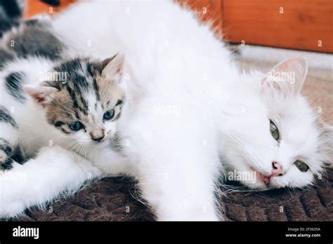 Sick Mother Cat Cant Produce Enough Milk To Feed Kittens And Dont