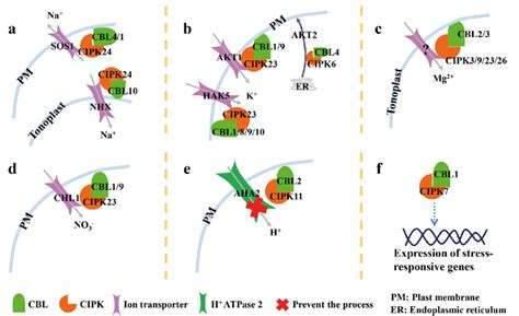 Schematic Representation Of The Functions Of Calcineurin B Like Cbl