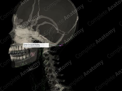 Deep Occipital Nodes Right Complete Anatomy