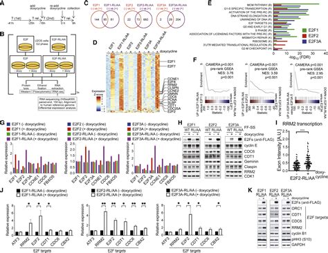 Cyclin F Controls Cell Cycle Transcriptional Outputs By Directing The