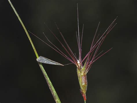 Aegilops Geniculata