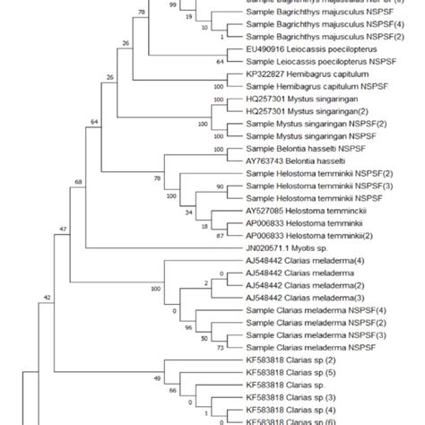 the evolutionary history was inferred using the maximum parsimony