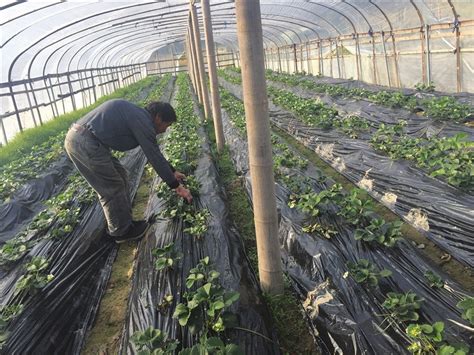 生态草莓助农增收 今日苍南