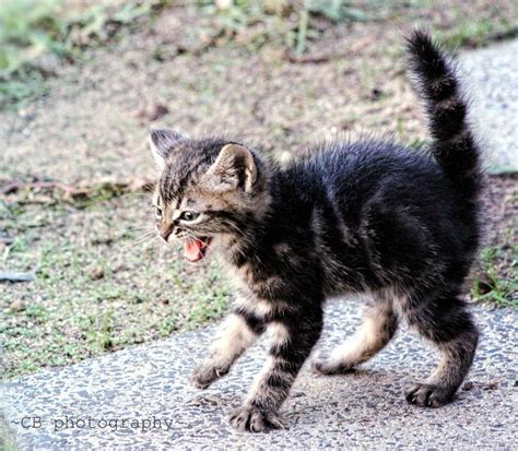 Feisty Kitten By Casandrabphotography On Deviantart