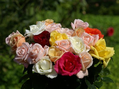 Violetas EL LENGUAJE DE LAS ROSAS 3